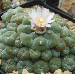 Lophophora williamsii caespitosa | Globalherbs-wholesale