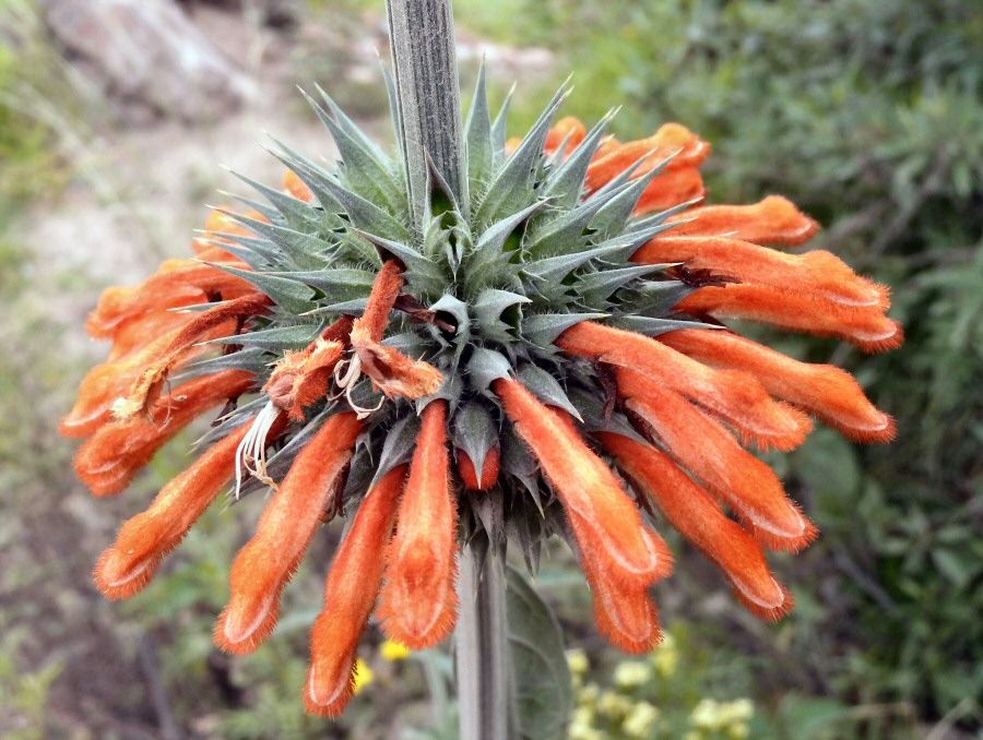 Klip Dagga seeds (Leonotis Nepetifolia) | Globalherbs